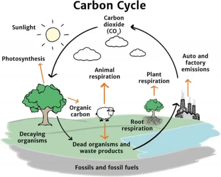 Carbon cycle - Definition, Steps, Importance, Examples - Biology Notes ...