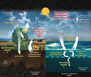 Carbon cycle - Definition, Steps, Importance, Examples - Biology Notes ...
