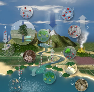 Carbon cycle - Definition, Steps, Importance, Examples - Biology Notes ...