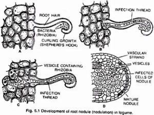 Nitrogen Fixation - Definition, Importance, Processes - Biology Notes ...