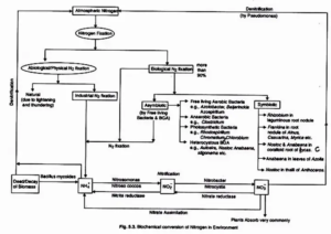 Nitrogen Fixation - Definition, Importance, Processes - Biology Notes ...