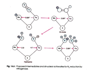 Nitrogen Fixation - Definition, Importance, Processes - Biology Notes ...