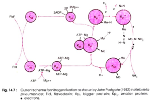 Nitrogen Fixation - Definition, Importance, Processes - Biology Notes ...