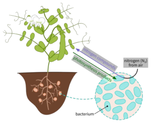 Nodulation - Steps, Structure, Functions - Biology Notes Online