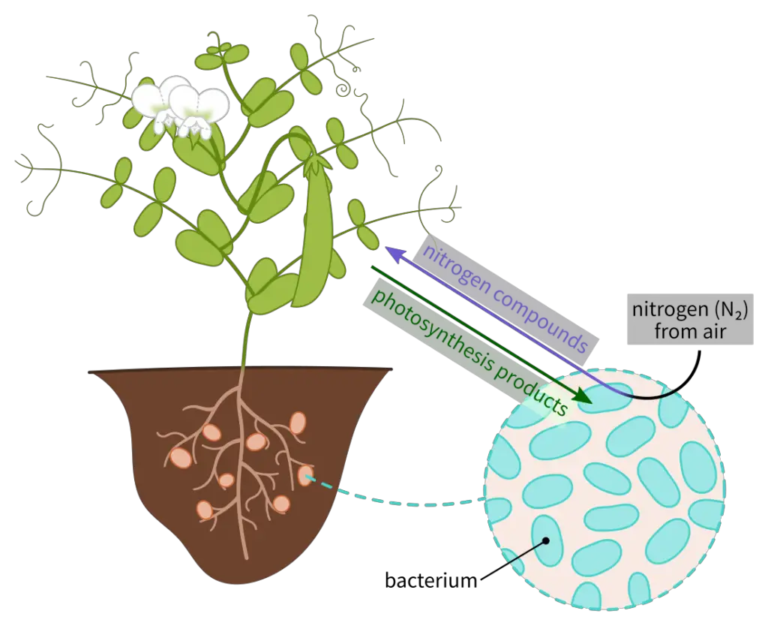 Nodulation - Steps, Structure, Functions - Biology Notes Online