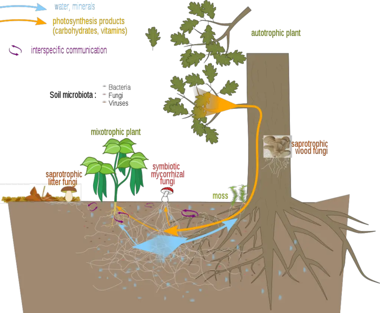 Mycorrhiza - Definition, Types, Examples, Importance - Biology Notes Online