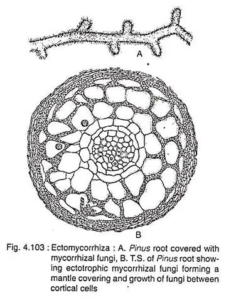 Mycorrhiza - Definition, Types, Examples, Importance - Biology Notes Online