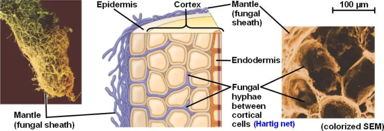 Mycorrhiza - Definition, Types, Examples, Importance - Biology Notes Online