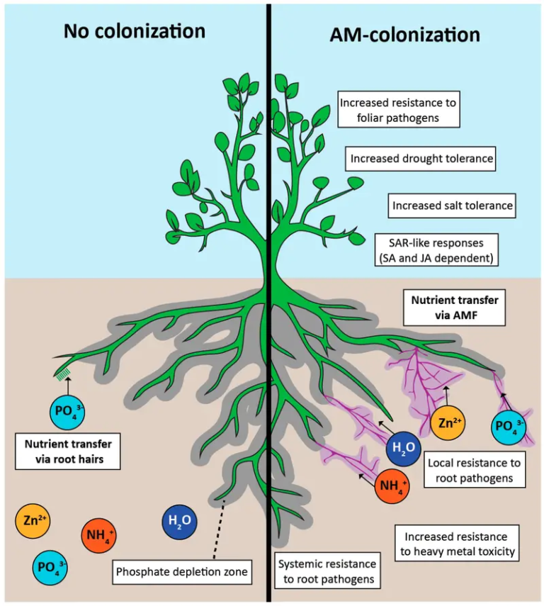 Mycorrhiza - Definition, Types, Examples, Importance - Biology Notes Online