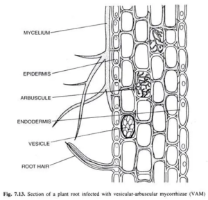 Mycorrhiza - Definition, Types, Examples, Importance - Biology Notes Online