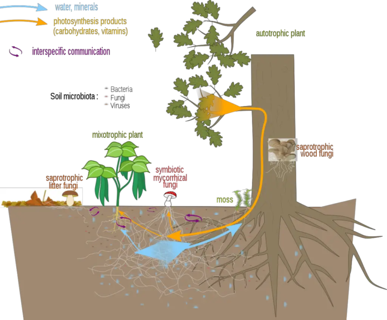 Mycorrhiza - Definition, Types, Examples, Importance - Biology Notes Online