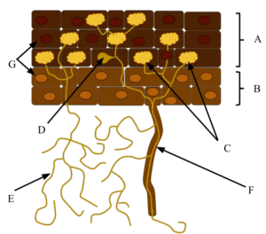 Mycorrhiza - Definition, Types, Examples, Importance - Biology Notes Online