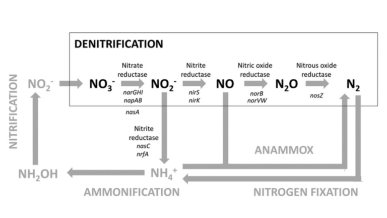 Denitrification - Definition, Process, Factors - Biology Notes Online