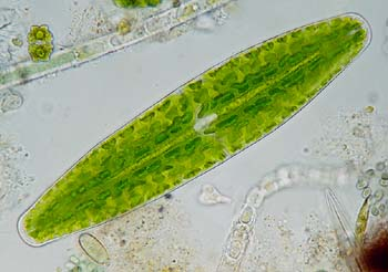 Pond Water Microorganisms Identification Microscopic Viewing Of