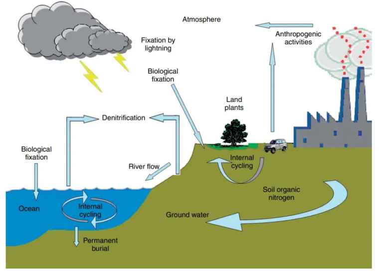 Nitrogen Cycle - Definition, Steps, Importance, Examples - Biology ...