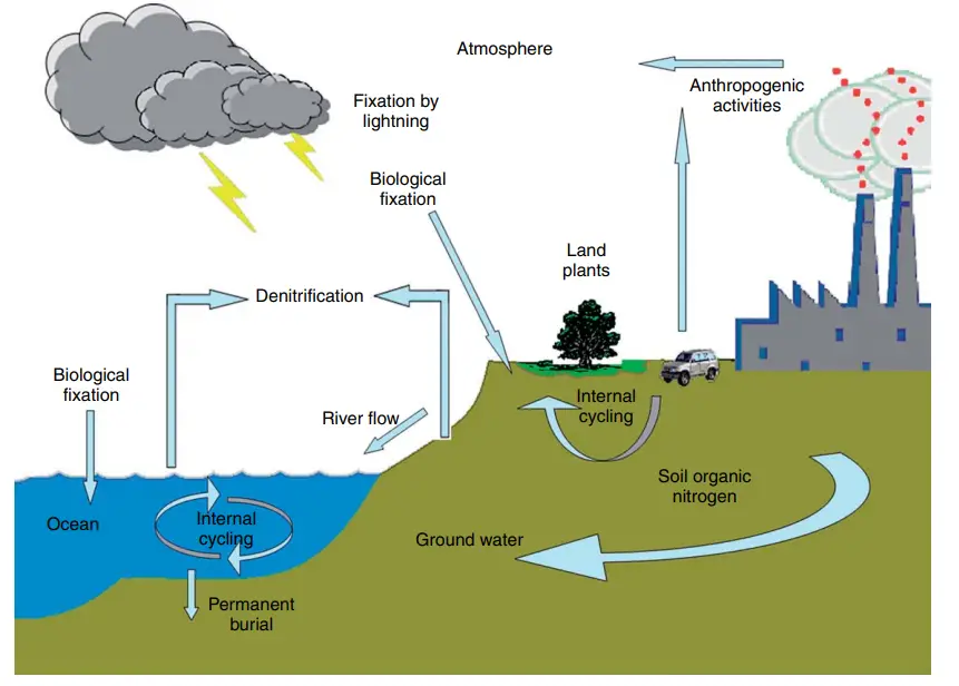 Nitrogen Cycle Steps Of Nitrogen Cycle Online Biology Notes A Level
