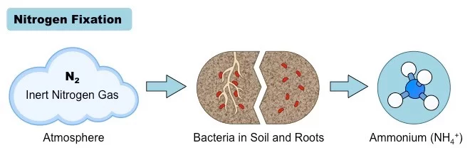 Nitrogen Cycle Definition Steps And Importance Biology Dictionary