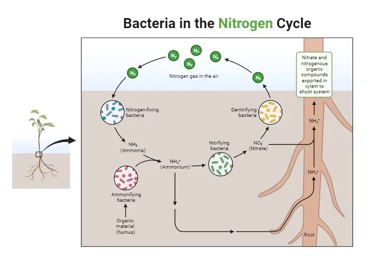 Biogeochemical Cycles Bioninja Nitrogen Cycle Soil Soil Organisms