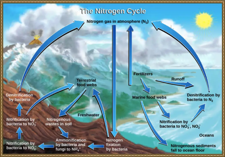 Nitrogen Cycle - Definition, Steps, Importance, Examples - Biology ...