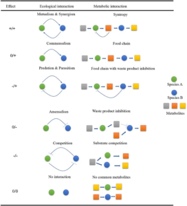 Microbial interaction - Definition, Types, Characteristics, Examples ...
