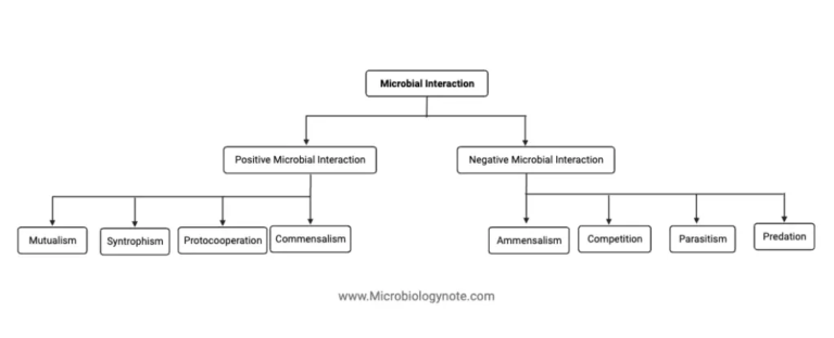 Microbial interaction - Definition, Types, Characteristics, Examples ...