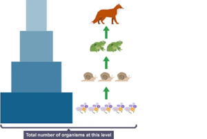 Pyramid of Numbers - Definition, Types, Importance, Examples - Biology ...