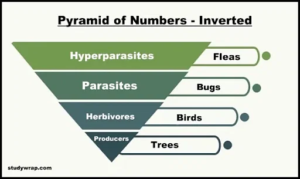 Pyramid of Numbers - Definition, Types, Importance, Examples - Biology ...