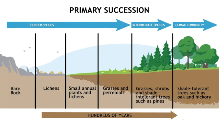 Ecological Succession - Definition, Types, Mechanism, Examples ...