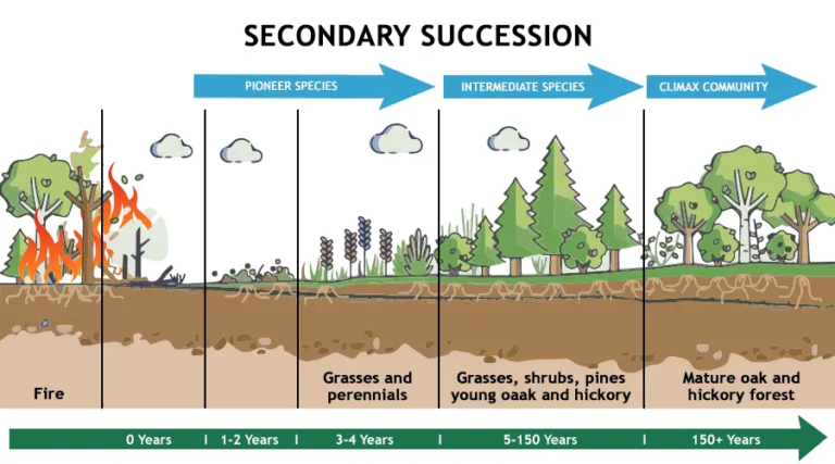Ecological Succession - Definition, Types, Mechanism, Examples ...