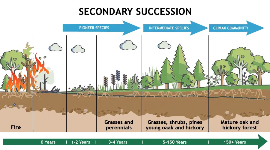 Ecological Succession Definition Types Mechanism Examples