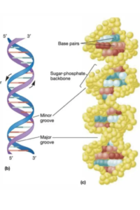 Biomolecule - Definition, Types, Structure, Examples, Significance ...