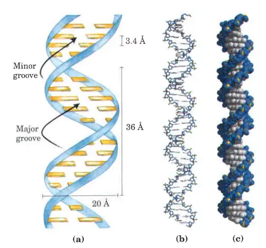 Beta Furanose Dna