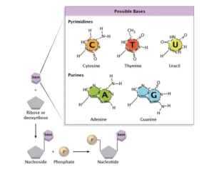 DNA - Definition, Structure, Properties, Types, Functions - Biology ...