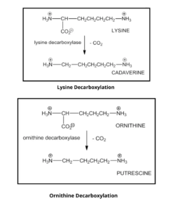 Decarboxylase Test - Principle, Procedure, Results, Uses - Biology ...