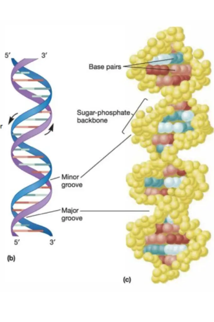 Parts Of Dna Structure