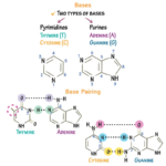 DNA - Definition, Structure, Properties, Types, Functions - Biology ...