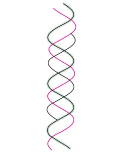 DNA - Definition, Structure, Properties, Types, Functions - Biology ...