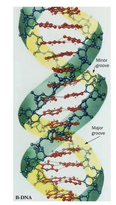Beta Furanose Dna
