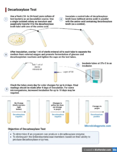 Decarboxylase Test - Principle, Procedure, Results, Uses - Biology ...