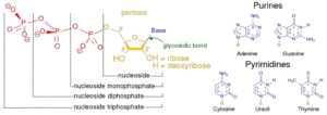 Pyrimidines and Purines Nucleotides - Structure, Occurrence and ...