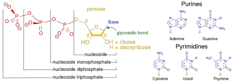 Pyrimidines and Purines Nucleotides - Structure, Occurrence and ...