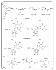 Pyrimidines and Purines Nucleotides - Structure, Occurrence and ...