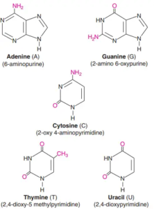 Pyrimidines and Purines Nucleotides - Structure, Occurrence and ...