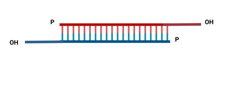 siRNA (Small Interfering RNA) - Structure, Mechanism, Functions ...