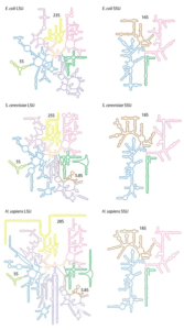 rRNA - Structure, Definition, Types, Functions - Biology Notes Online
