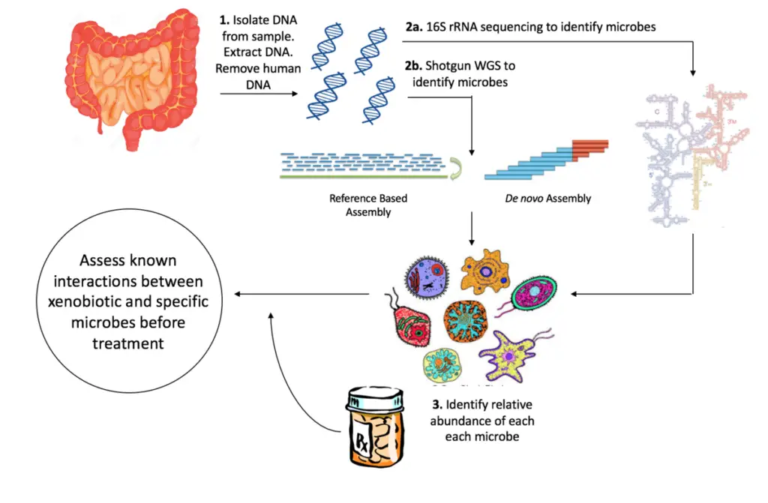 rRNA - Structure, Definition, Types, Functions - Biology Notes Online