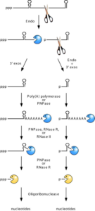 mRNA Degradation in Prokaryotic Cells - Biology Notes Online
