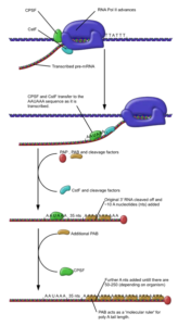 mRNA - Structure, Definition, Functions, Types - Biology Notes Online