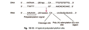 mRNA - Structure, Definition, Functions, Types - Biology Notes Online