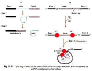 mRNA - Structure, Definition, Functions, Types - Biology Notes Online